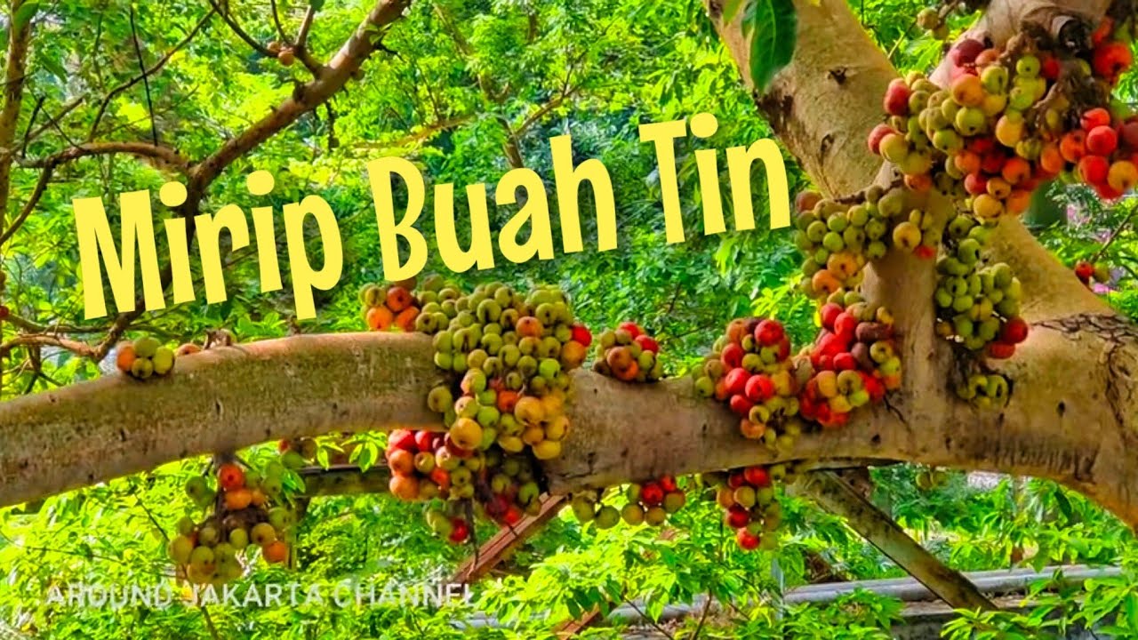 Pohon Buah Tin
