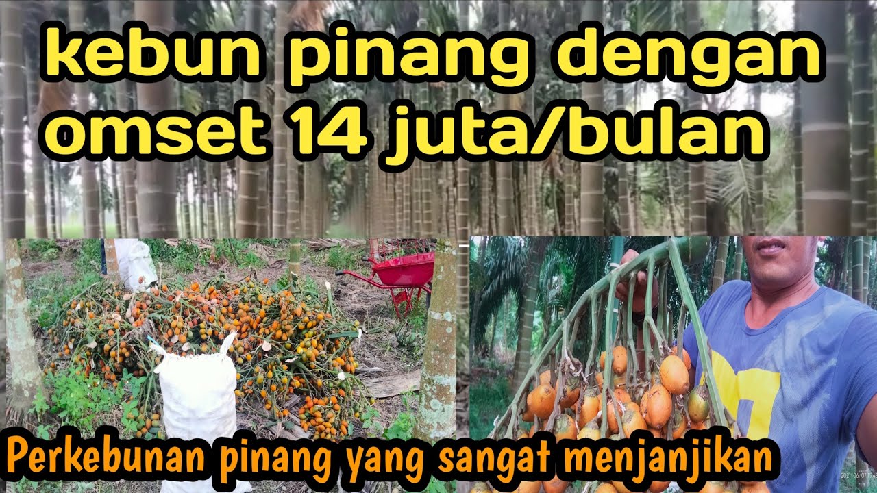 KEBUN PINANG OMSET 14 JUTA/BULAN. 8 Juni 2021 - YouTube