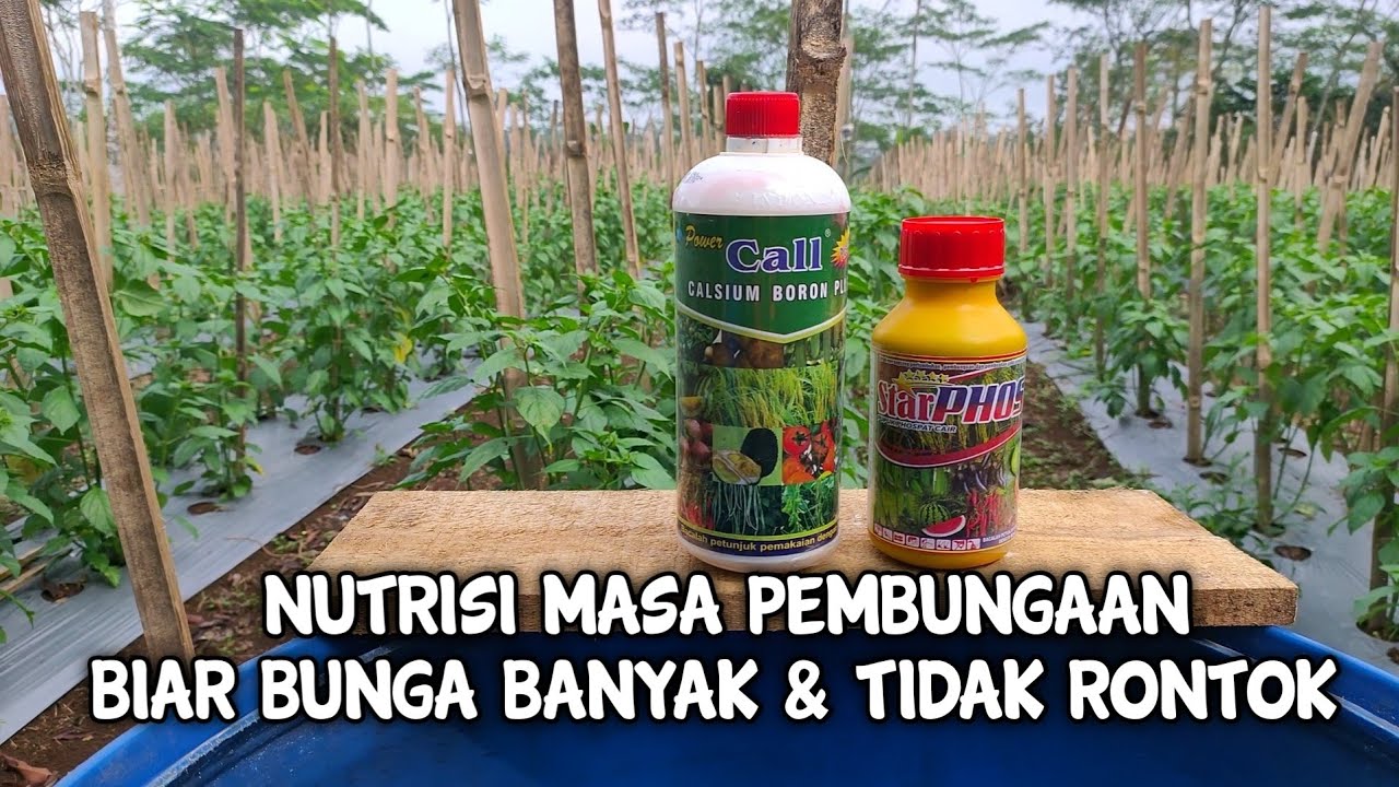 SOLUSI AGAR BUNGA CABE BANYAK DAN TIDAK RONTOK - YouTube
