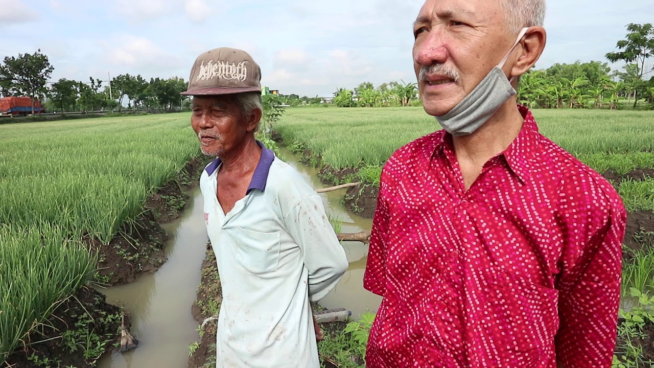 POC Hens Bisa Hemat Pupuk Kimia 50-75% Hasil Meningkat Petani Bawang ...