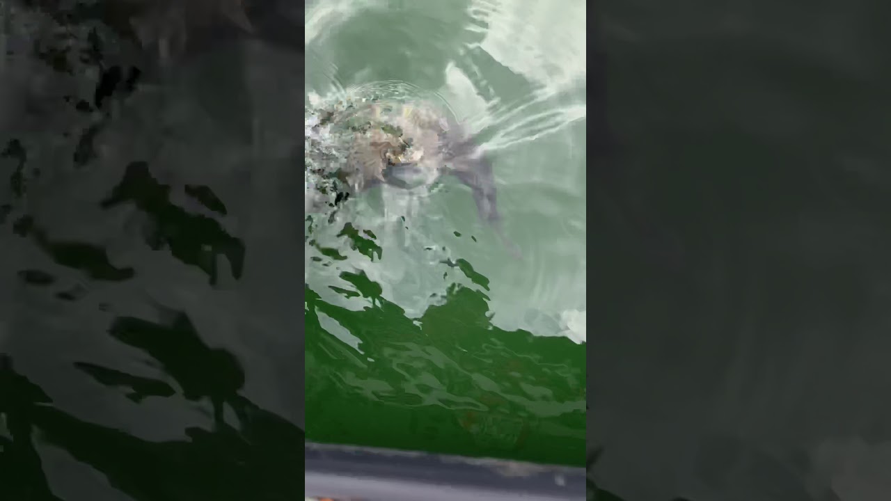 4lb smallie release - YouTube