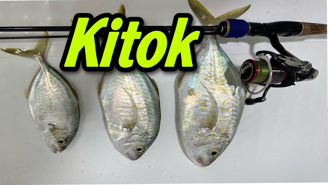 Fishing spot in abu dhabi… catching talakitok using small lure - YouTube