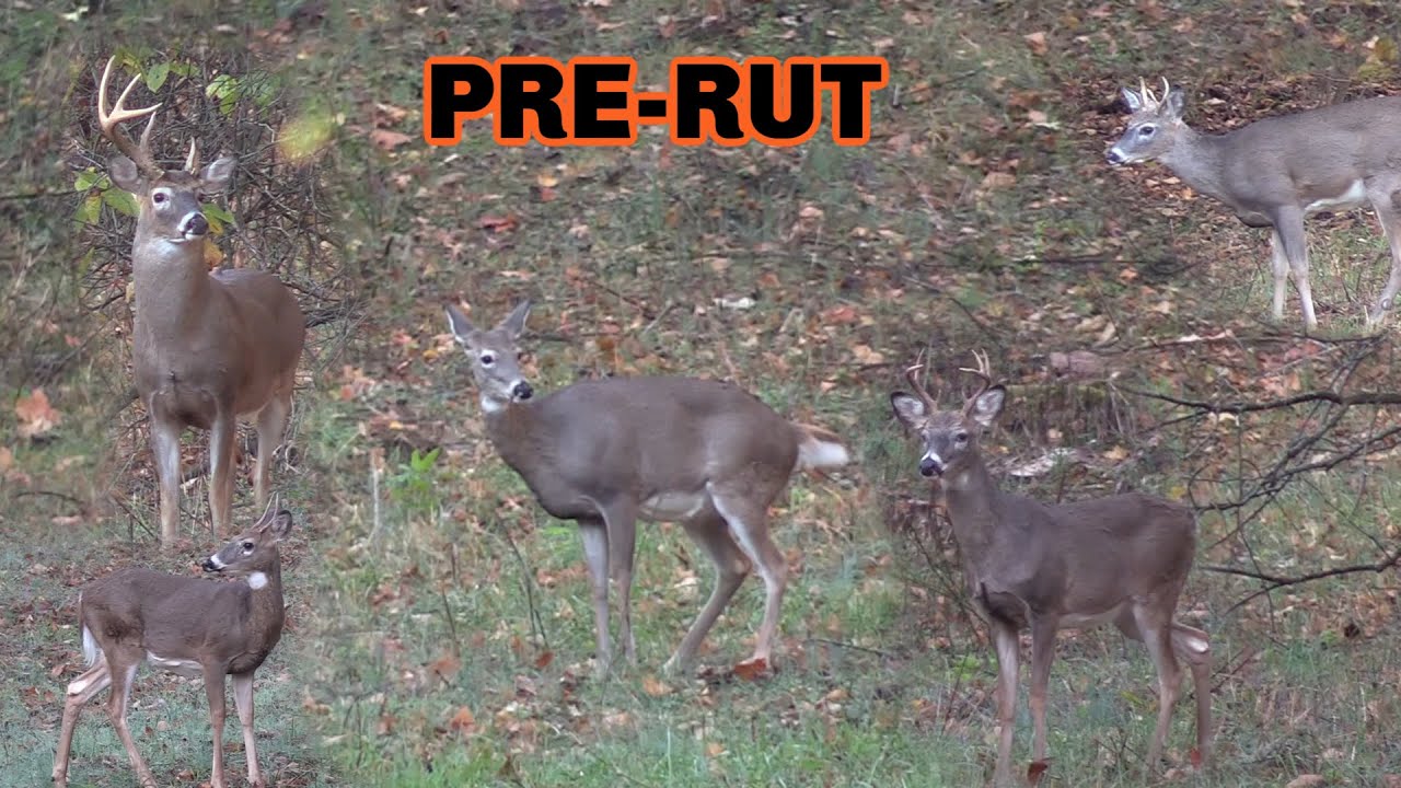 Ohio PRE-RUT DEER HUNT 2024! - YouTube