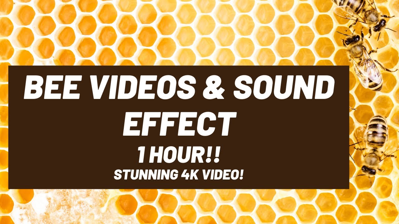 Stunning 4K Bee Videos | Nature & Bee Sounds | Bee & Nature Sound ...