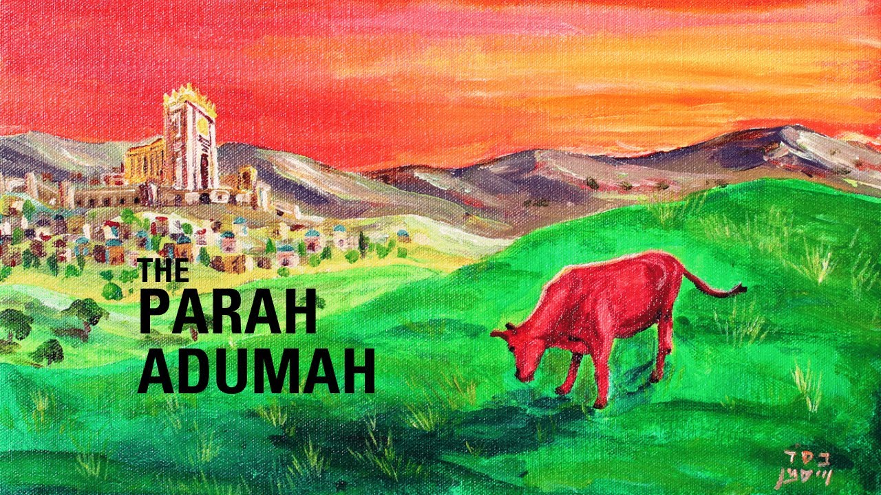 The Mystery of the Red Heifer [Parshat Chukat] | Rabbi Moishe New - YouTube