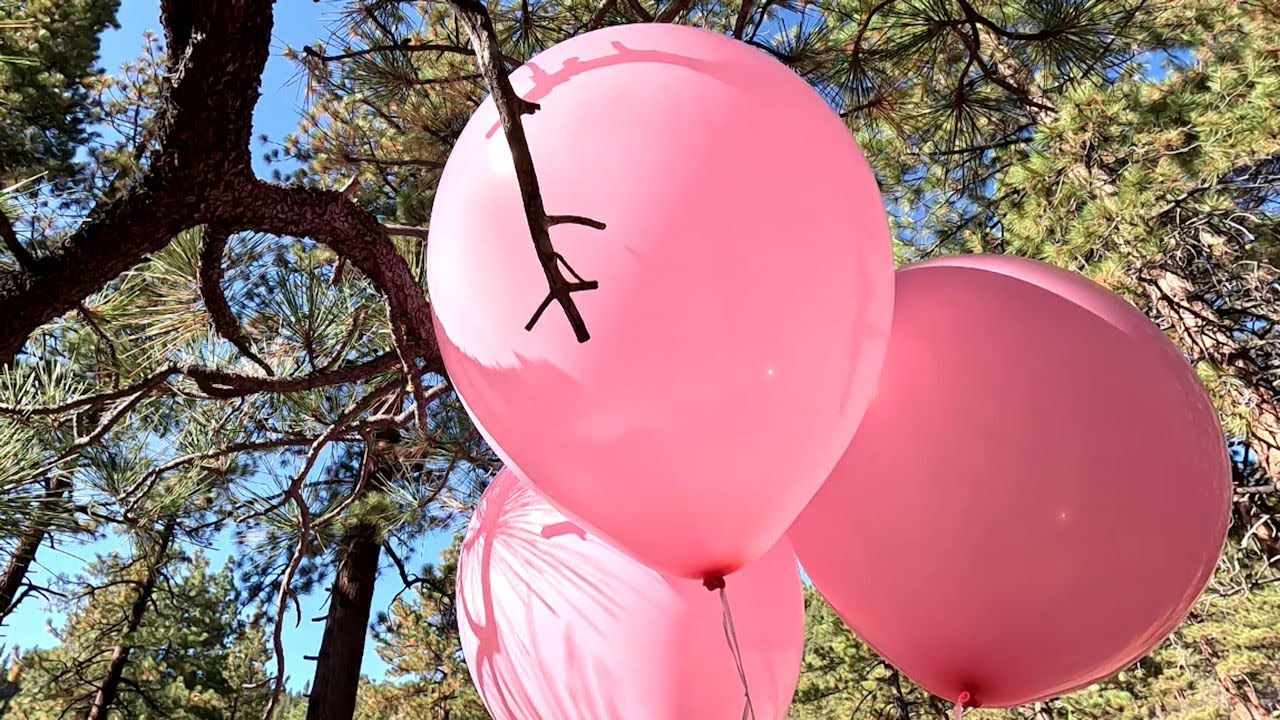 6 Pink Helium Balloons Playing and Popping in Trees, 4K, Forest Balloon ...