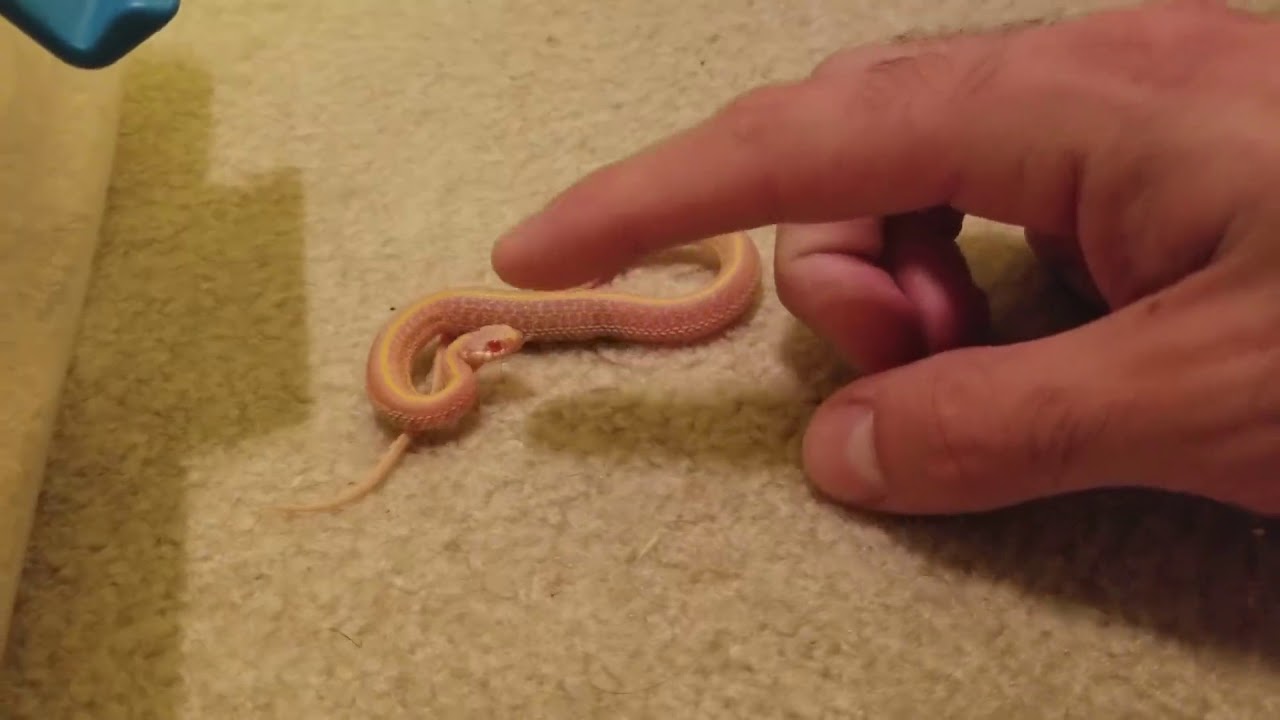 Angry Snake || little snake - YouTube