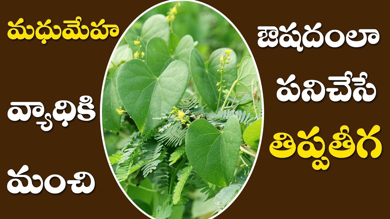 మధుమేహ వ్యాధిని తరిమి కొట్టే తిప్పతీగ||thippa theega health benefits ...