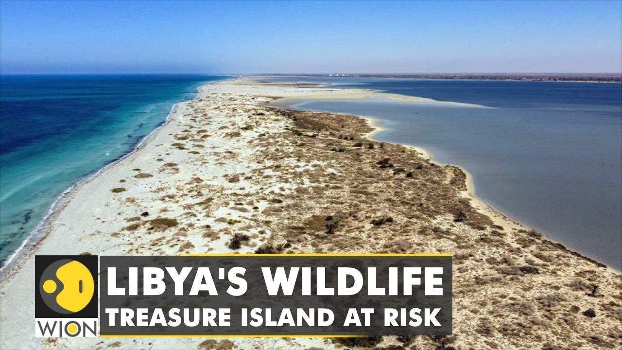 Environmental activists concerned over future of Libya's wildlife ...