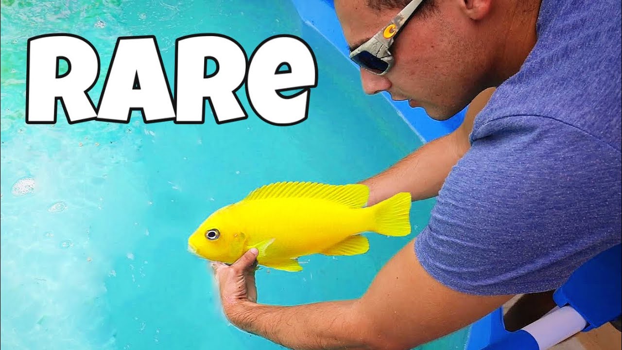 RARE COLOR Changing Fish For My Mega Pond! - YouTube