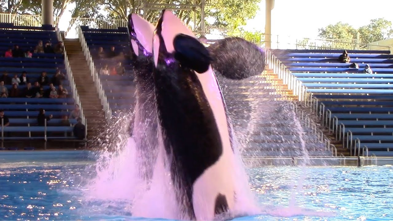 Kyuquot and Tuar's Vspins - Seen during Orca Encounter at SeaWorld San ...