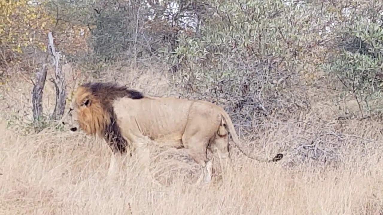 Male lion scent marks and rests - YouTube