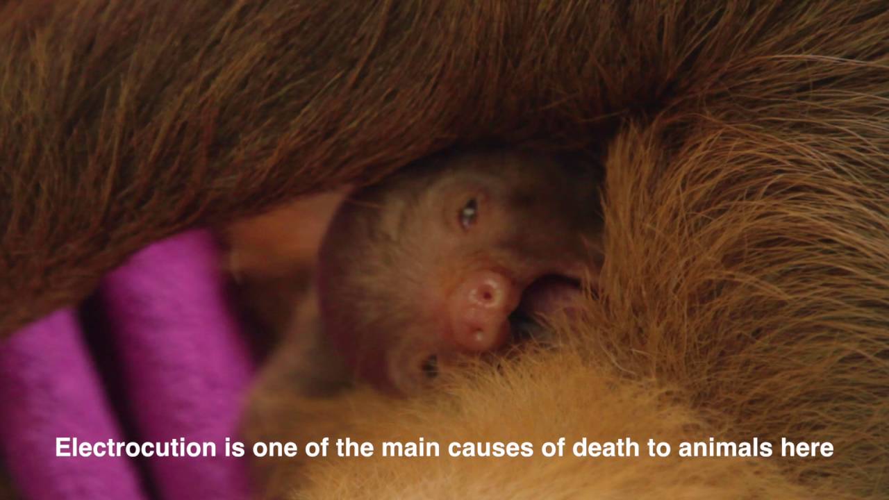 Jaguar Rescue Center | Electrocuted Sloth - YouTube