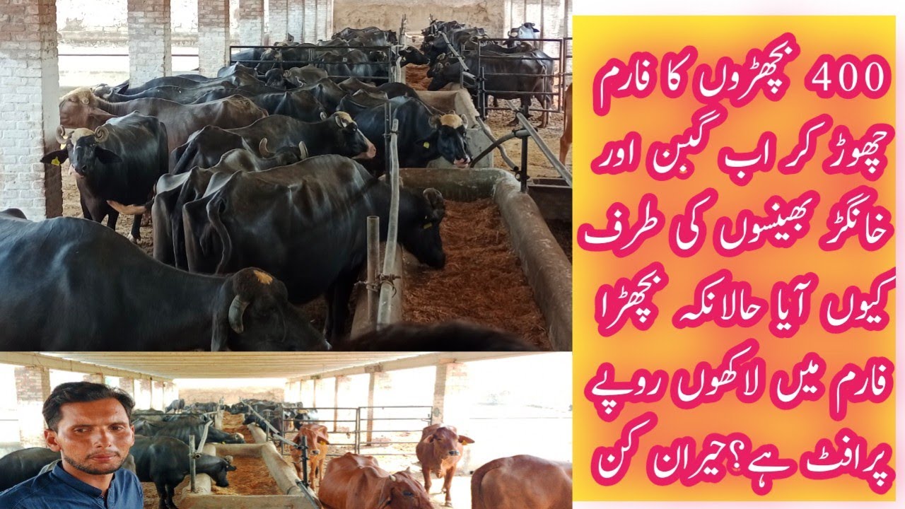 How to Start Dairy Farming in Pakistan | Make Milking| Dairy Business ...