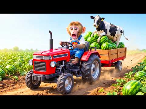 Monkey Nana Drives a JCB Tractor to Harvest Watermelons & Rescues a Dairy Cow Trapped in a Deep Pit!
