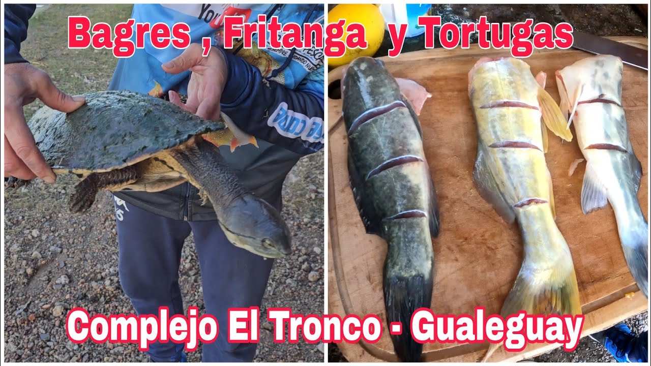 bagres Sapo - moncholos y Amarillos - Fritanga de Bagres - Pesca y ...