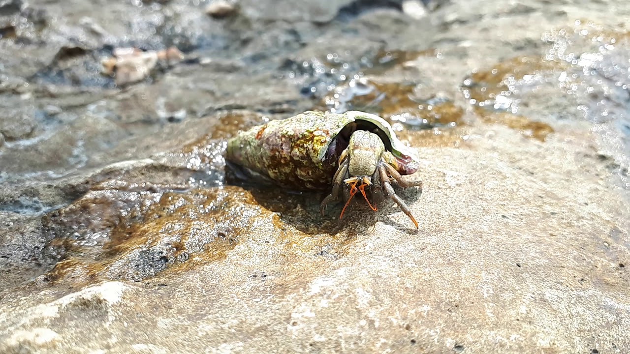 Krab pustelnik - YouTube