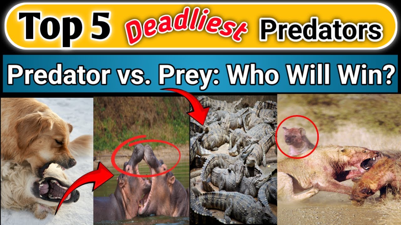 Top 5 Deadliest Predators You Won't Believe Exist|| Unveiling Nature's ...