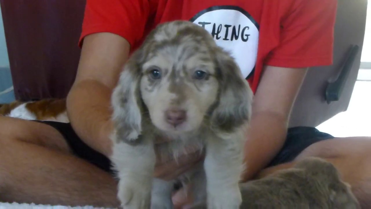 Ginger's dachshund puppies @ 6 wks old. 7-11-17 - YouTube
