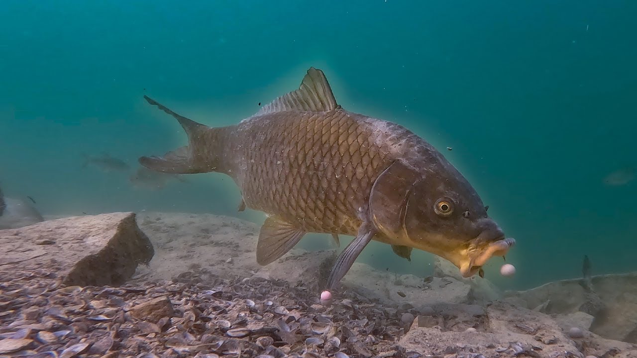 Best carp underwater fishing compilation 2023 (4k) - YouTube