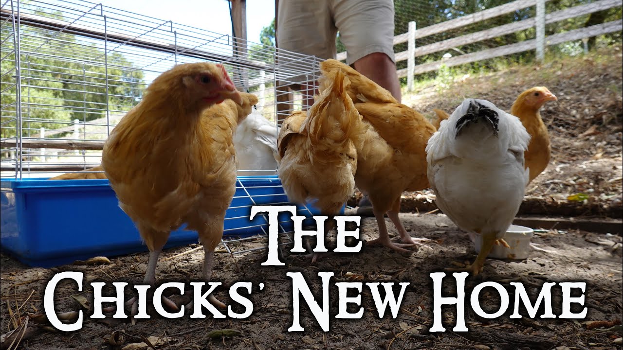 The Chicks' New Home - YouTube