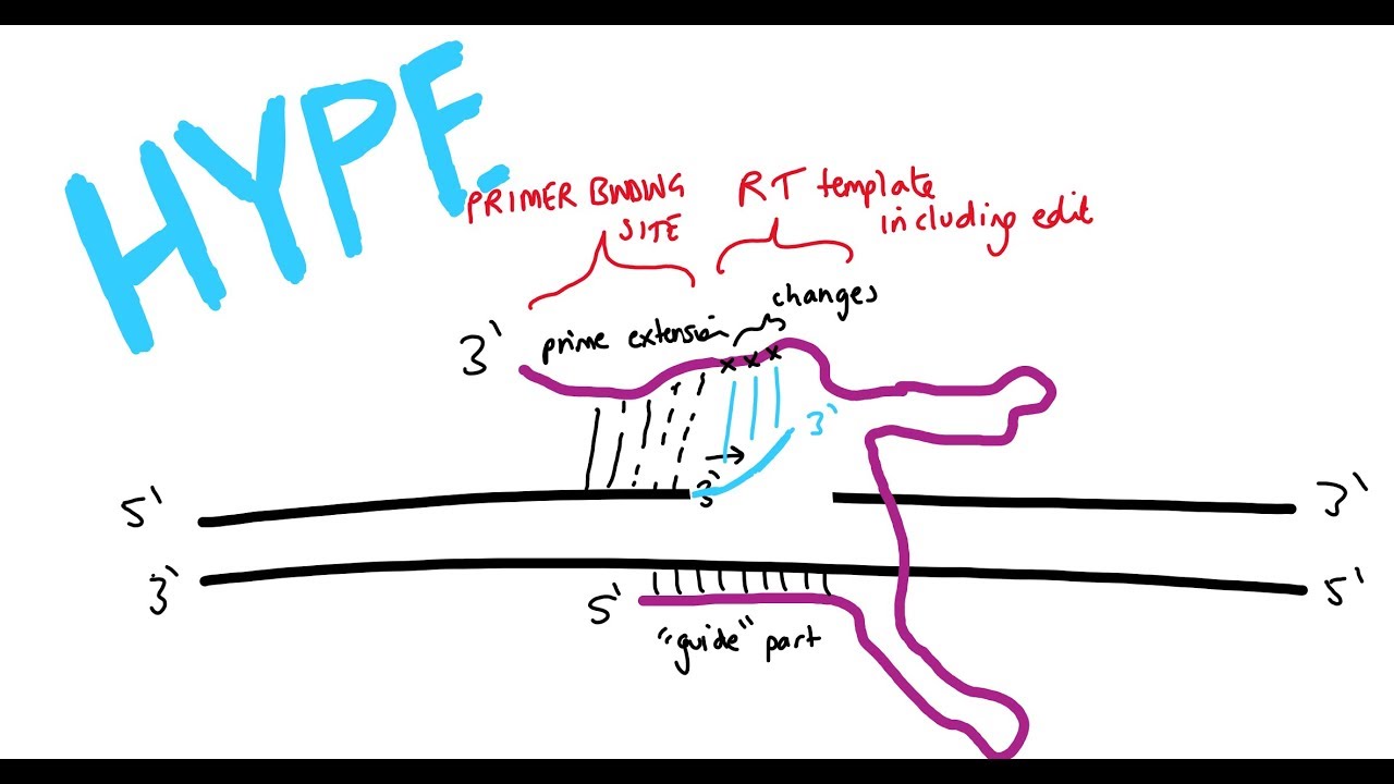 Prime editing (another way to edit genes) - YouTube