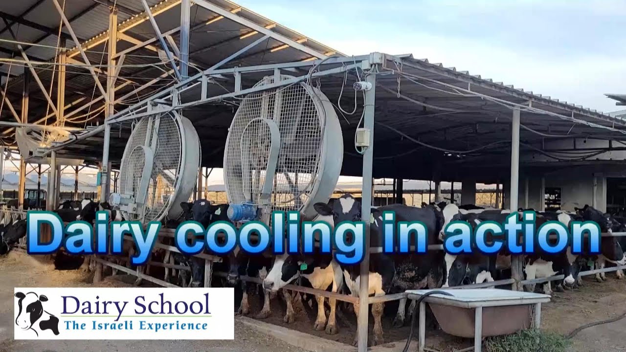 Cow cooling system in action - YouTube