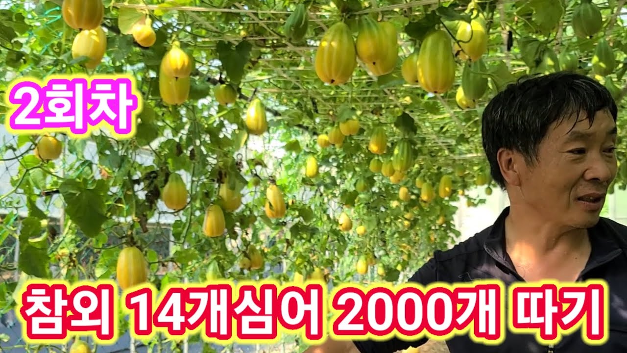 참외 14개심어 200개따기 2회차 참외재배방법키우기농사농부텃밭참외 순지르기순치기적심 주말농장전원일기 Youtube