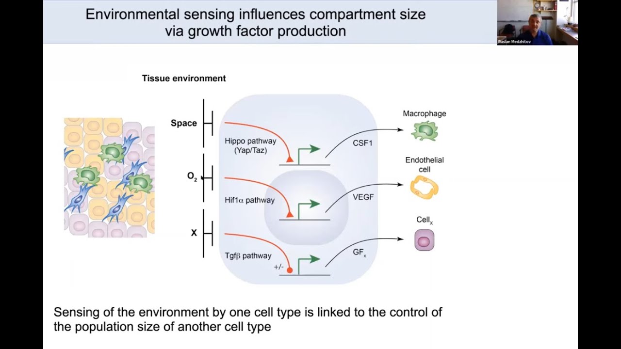 "Tissue Organization and Homeostasis" by Dr. Ruslan Medzhitov - YouTube
