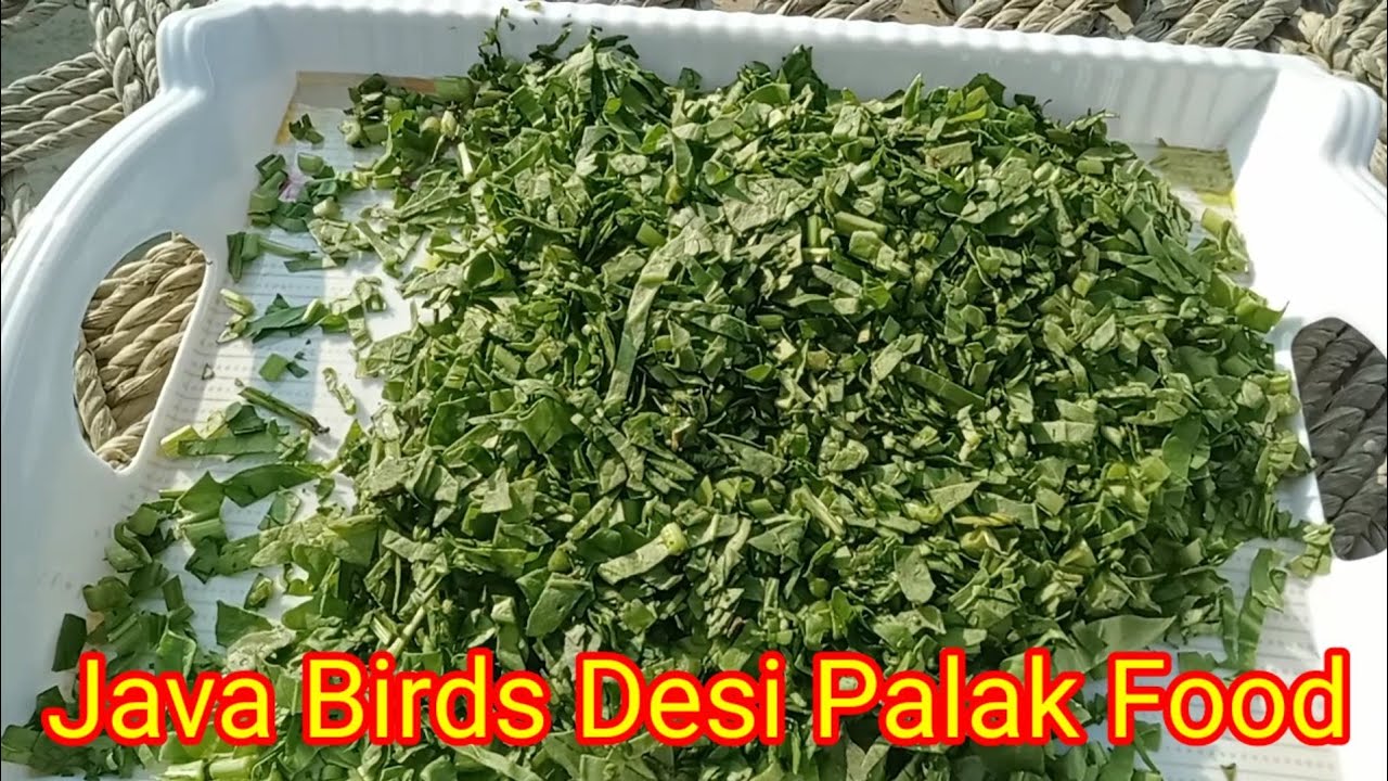 Java Birds Desi Soft Food2024 l silver Java l Fawn Java l Gray Java l ...