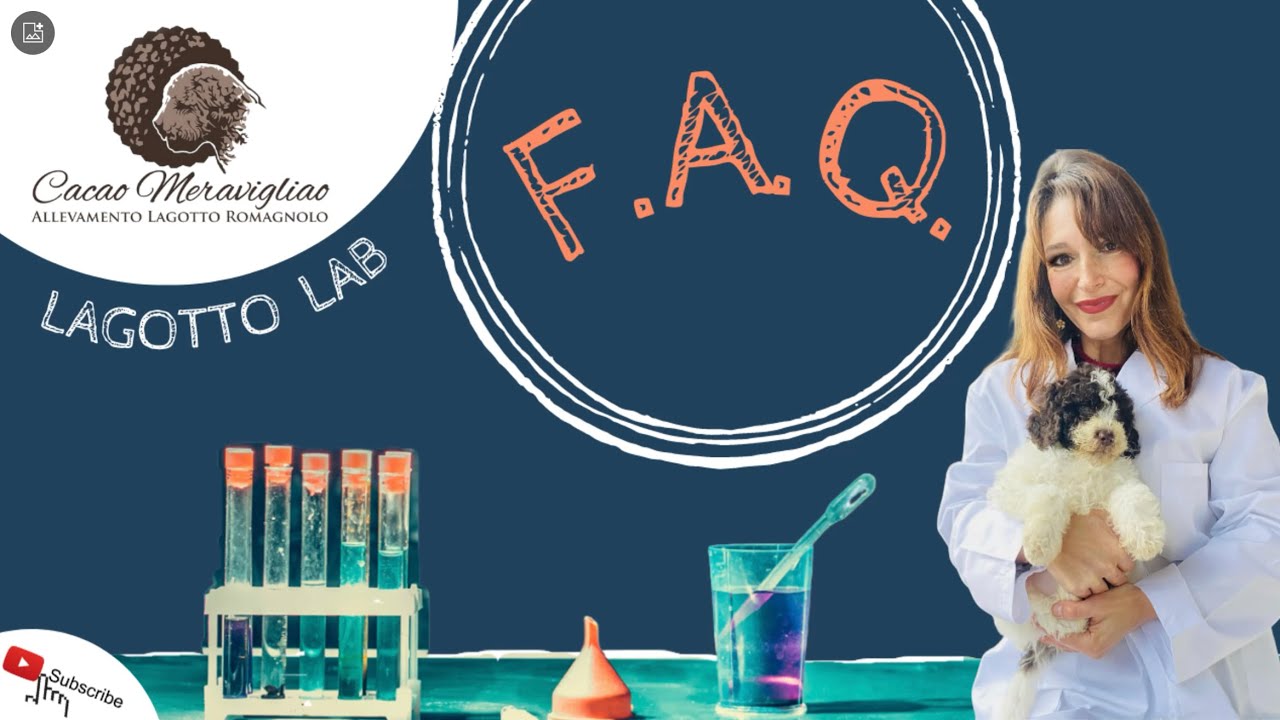 Lagotto Romagnolo FAQs - Everything you always wanted to know about ...