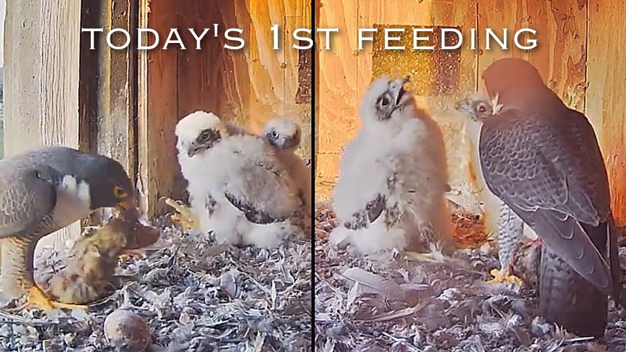 #159🦅Falcon Nest ／Box Camera - FalconCam Project LIVE - YouTube