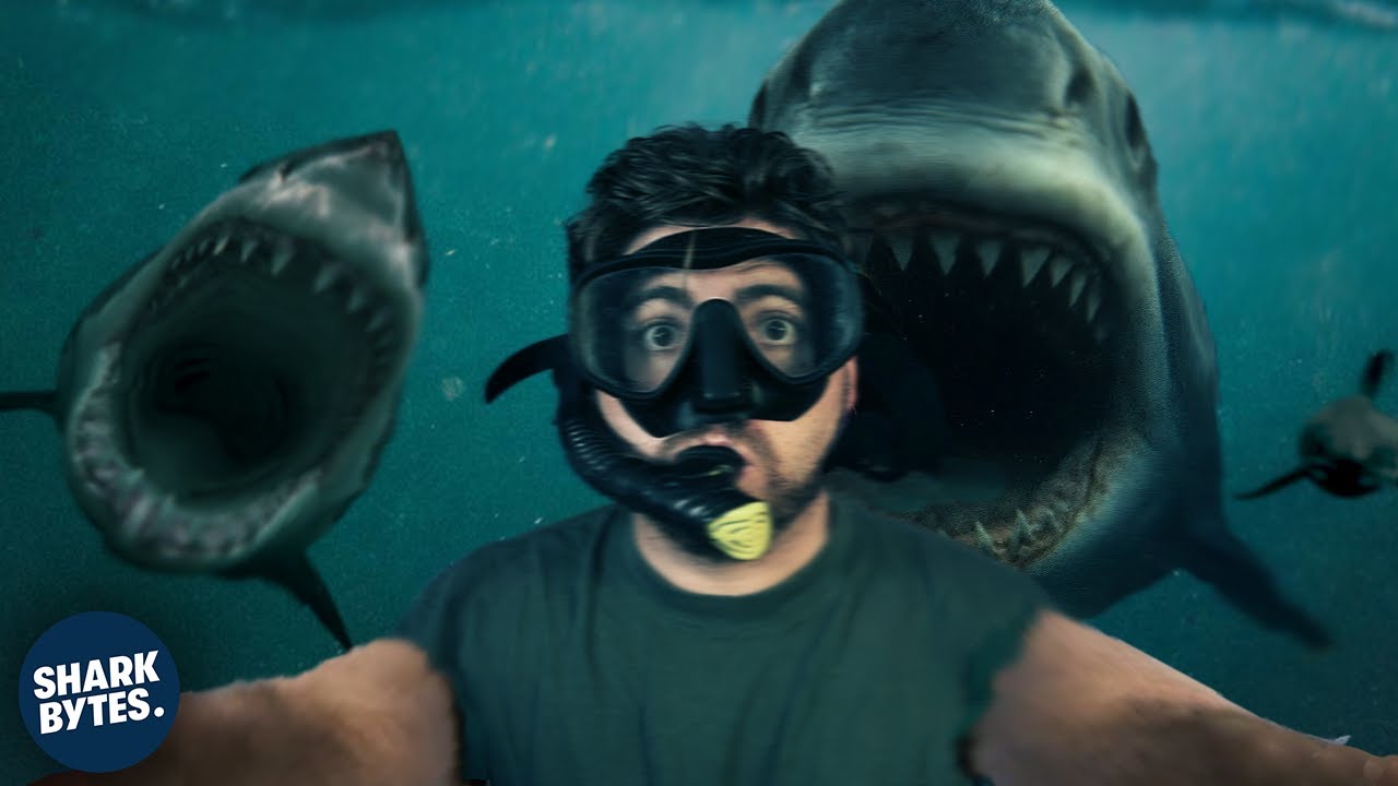 Scientists Discover White Sharks Hunting in GANGS - YouTube