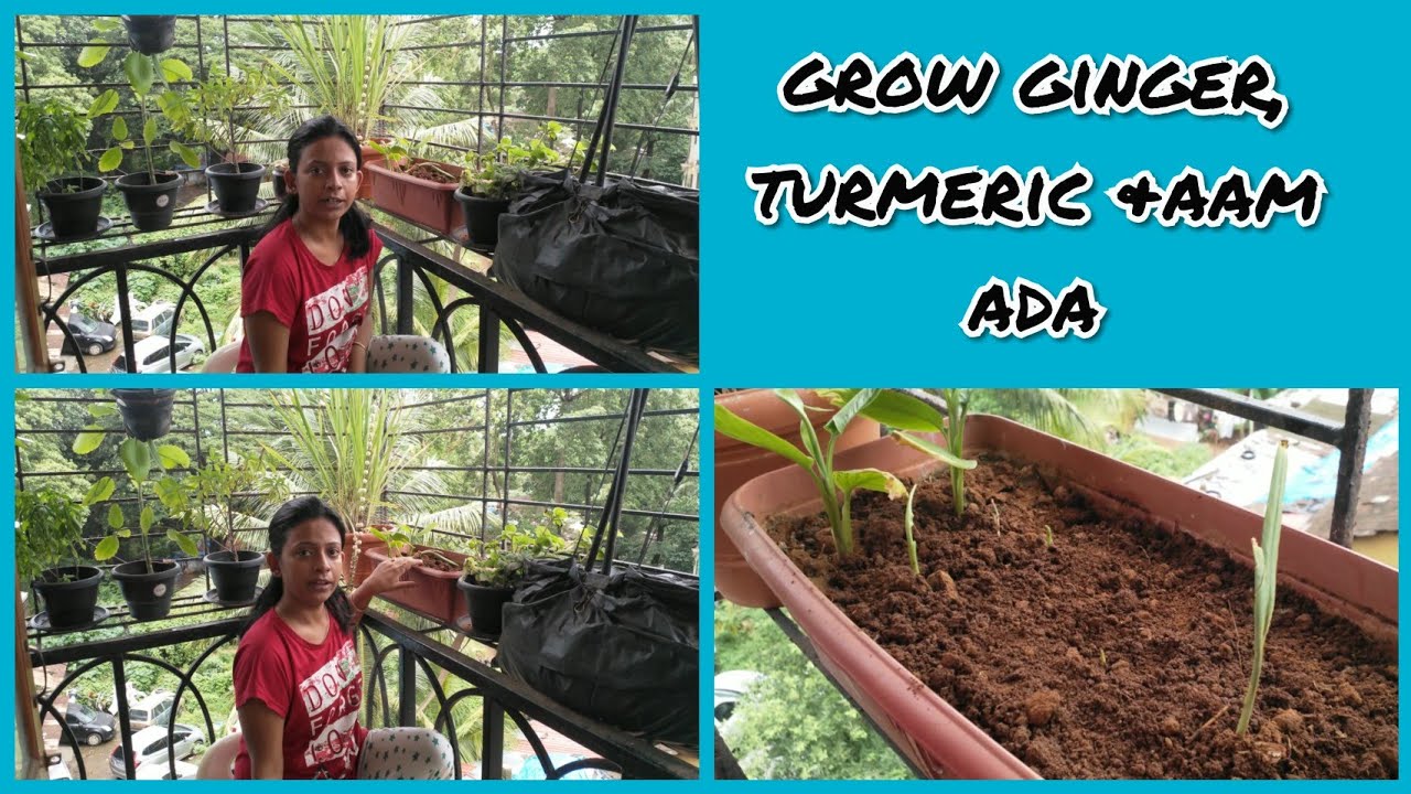 how to plant mango ginger, turmeric, ginger. how to grow ginger ...