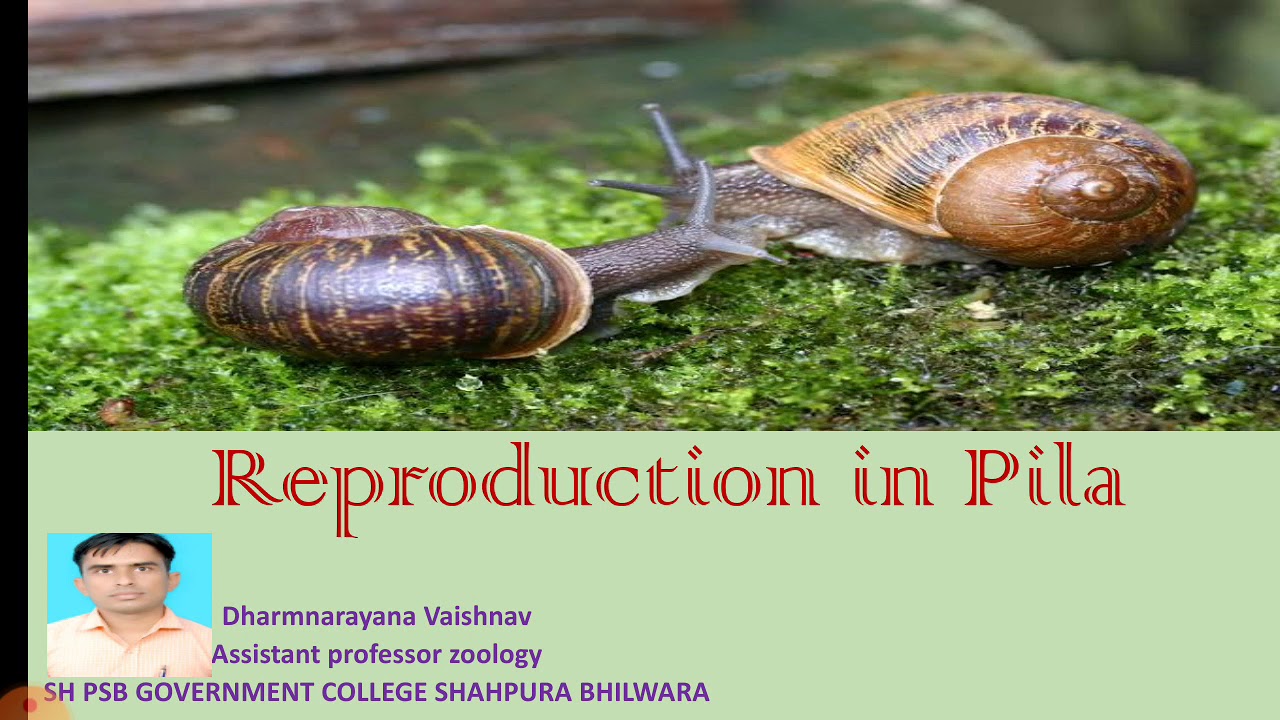 reproduction in Pila - YouTube