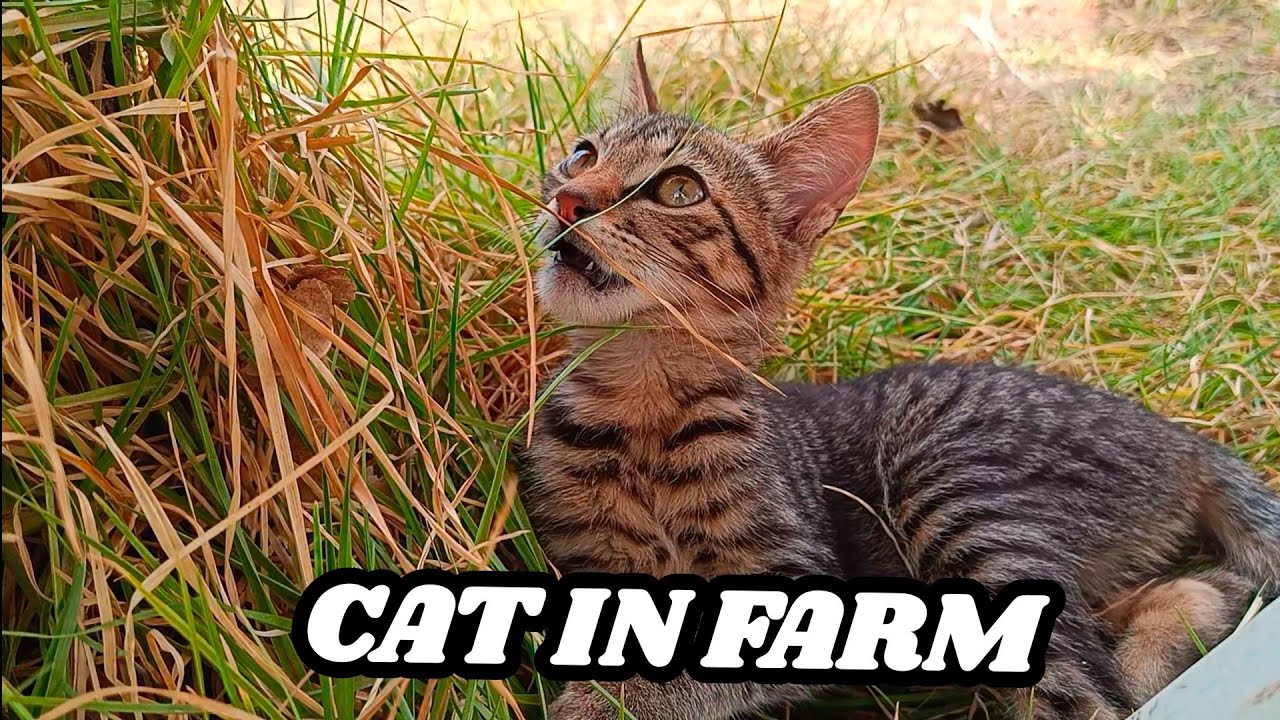 Cute kitten enjoyed Farm View | Cat playing with tree | Funny Cat - YouTube