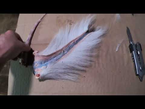 How to Skin a whitetail deer tail and preserve for display - YouTube