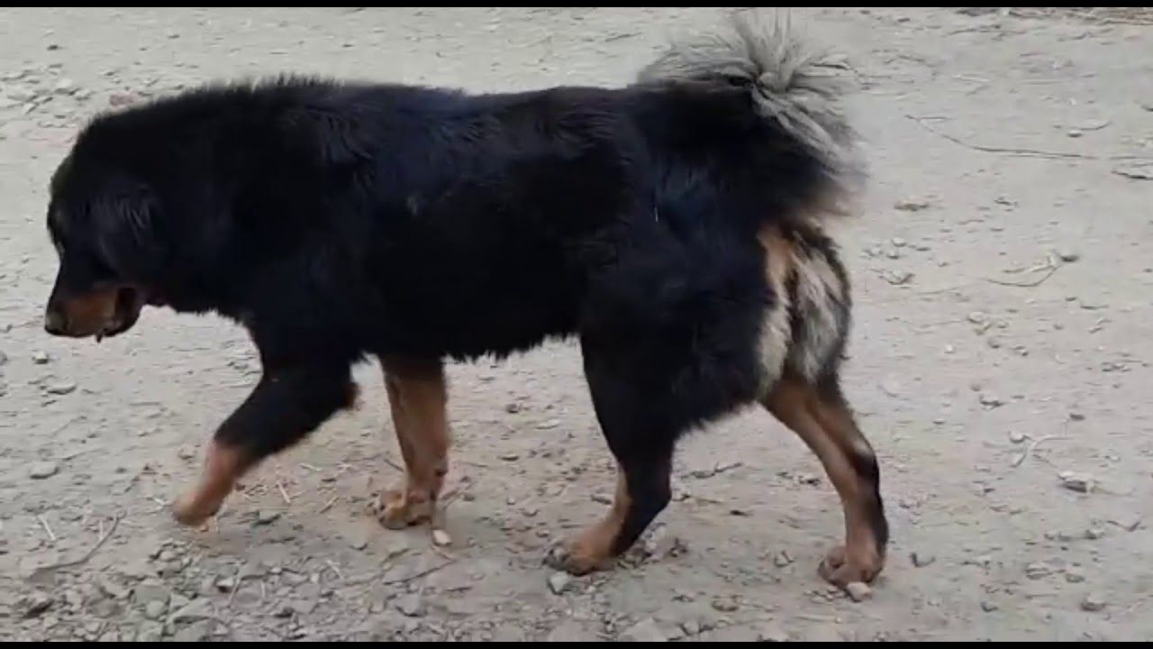 Different types of Gaddi dogs,#PahadiDogKennel - YouTube