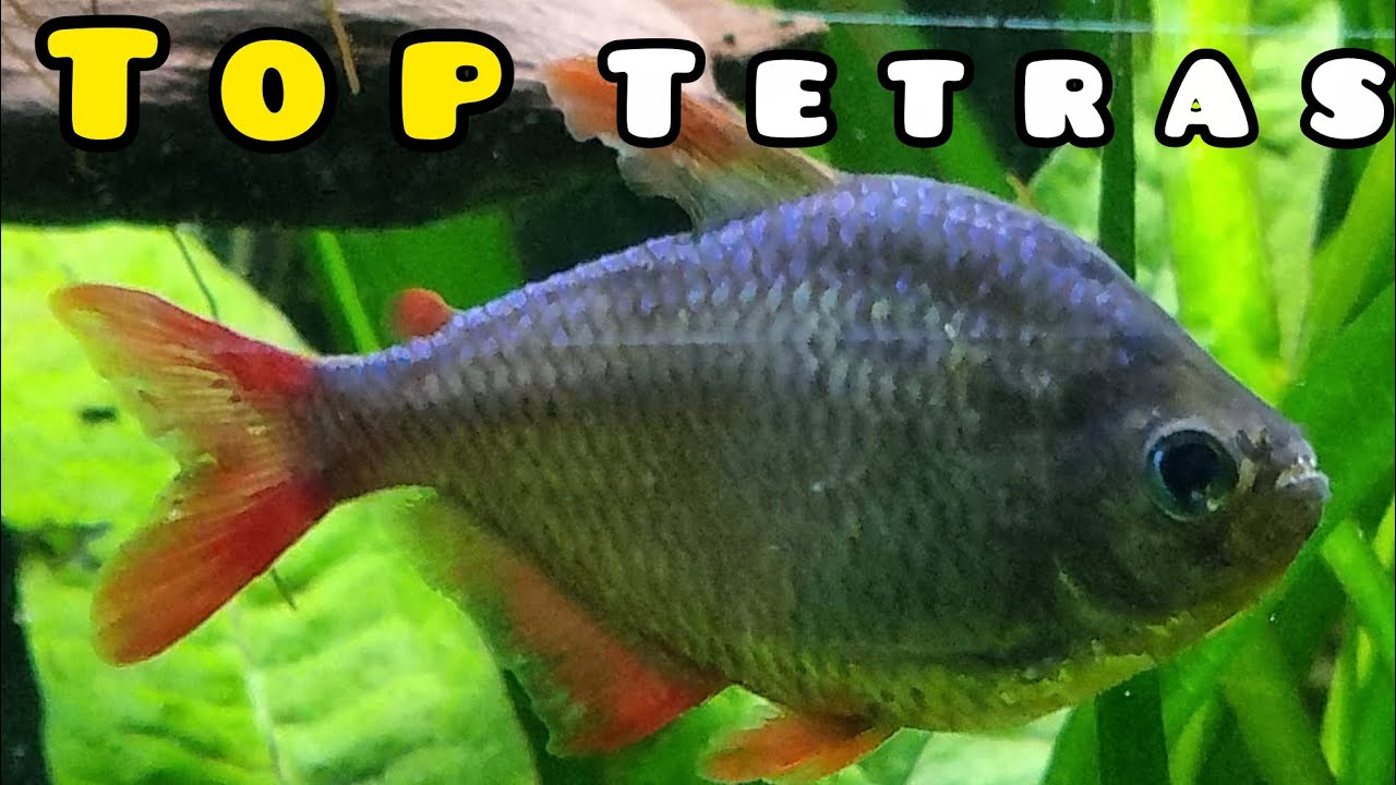 26 Colourful TETRAS for your Aquarium! - YouTube