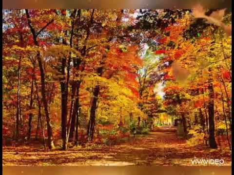 Good Morning Bird Sound Status