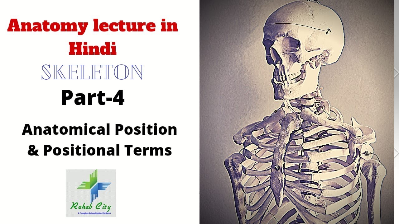 Anatomical Position, Positional terms & terminologies ( Human Skeleton ...