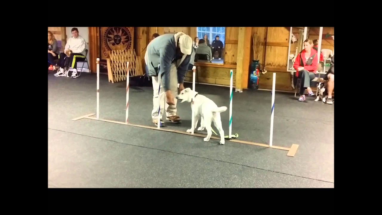PuppyClass @ ksk9,com - YouTube