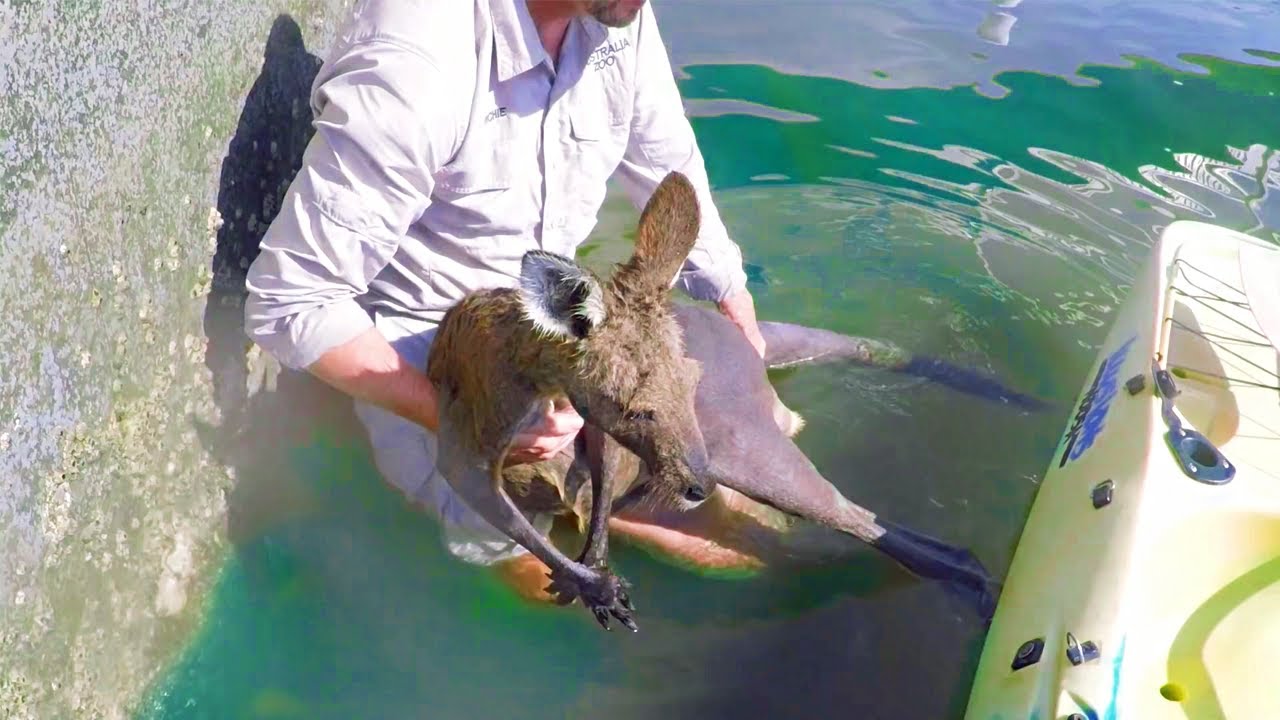 Animals That Asked People for Help - YouTube