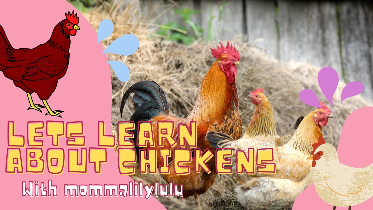 Let’s Learn About Chickens: Kids educational video - YouTube