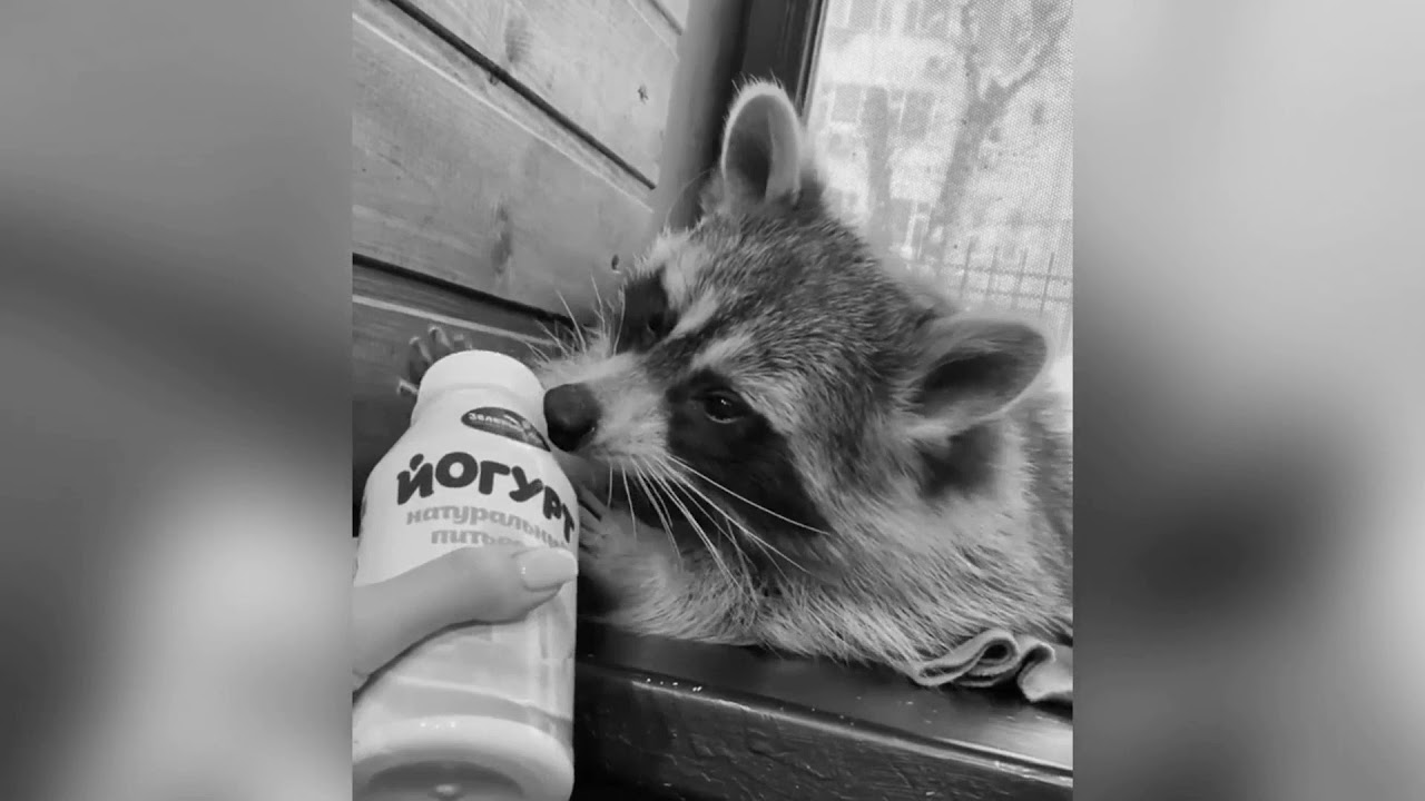 Adorable Obese Raccoon Put On Strict Diet - YouTube