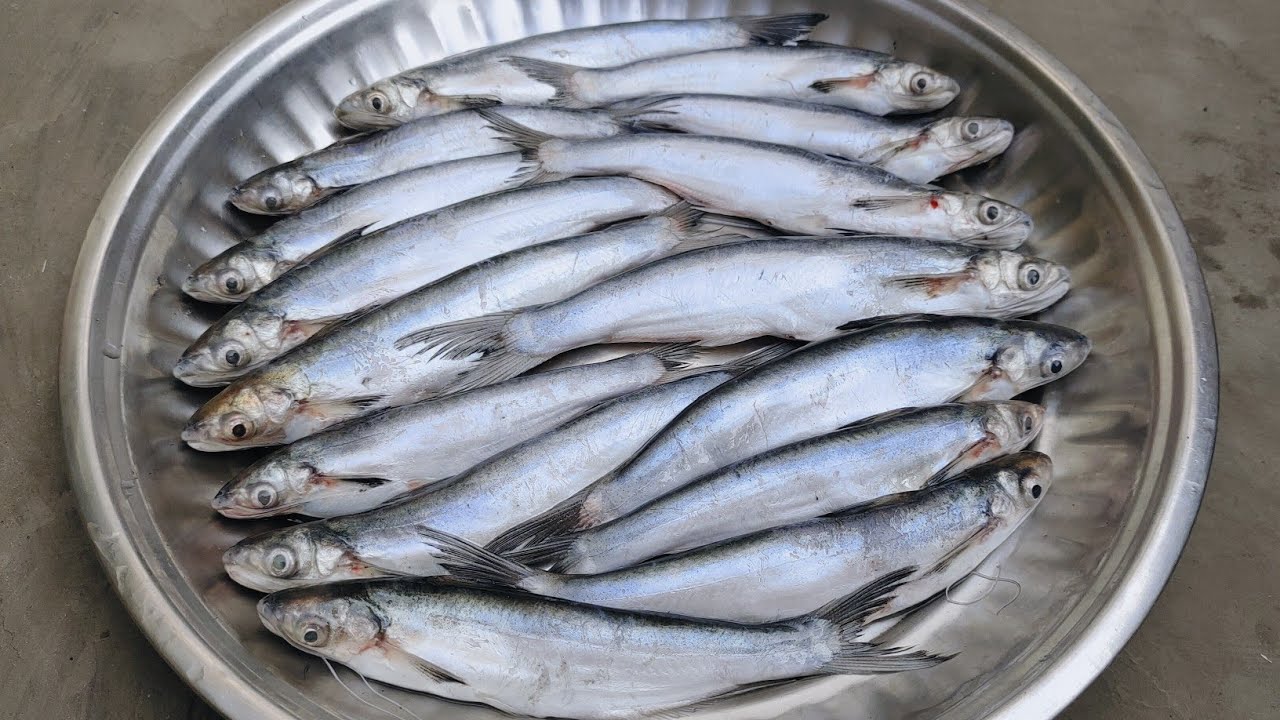 Bachwa Fish Curry | Bachwa Machhali banane Ka Simple Style | Fish Curry ...