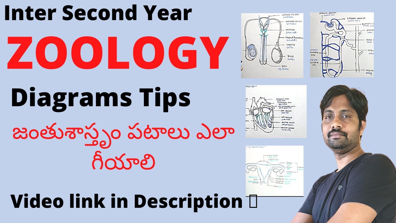 Inter second year Zoology Essays Diagrams Tips and Tricks || Videos ...