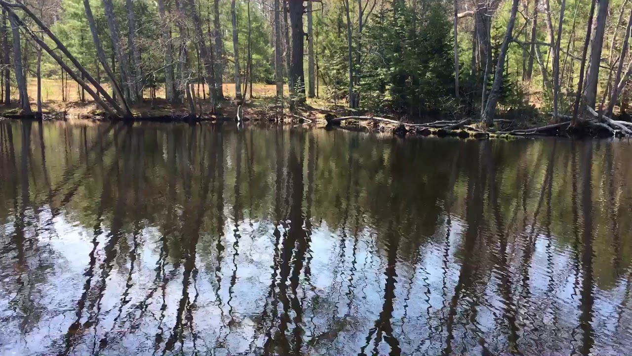 Pond Sounds - YouTube