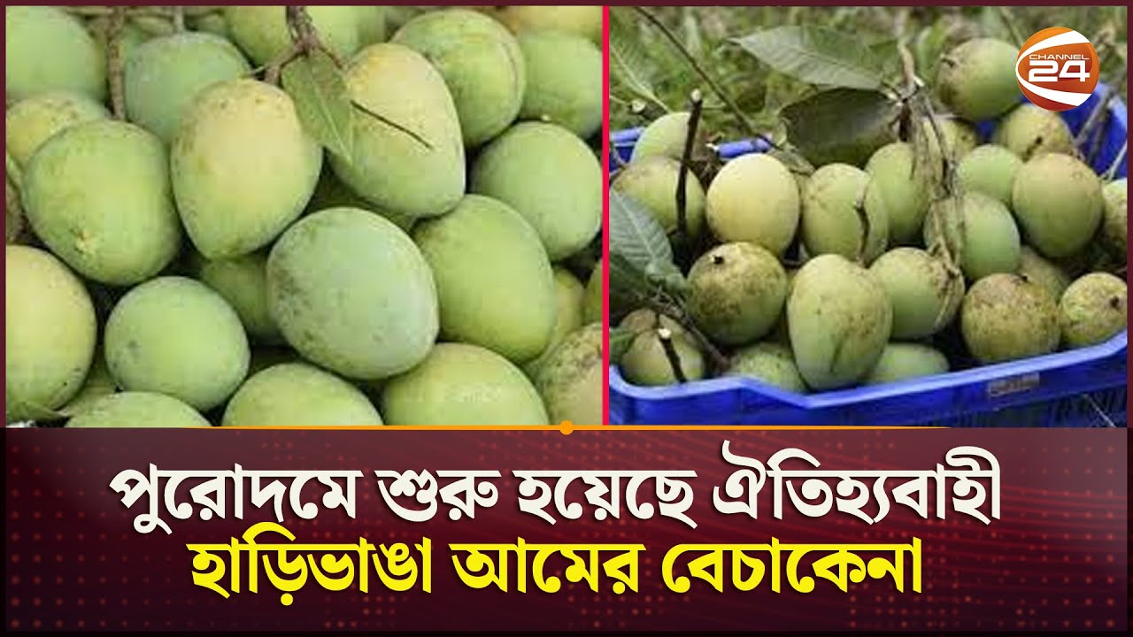 বাজারে এসেছে 'রংপুর স্পেশাল' হাড়িভাঙ্গা আম! | Haribhanga Mango | Rangpur | Channel 24 - YouTube