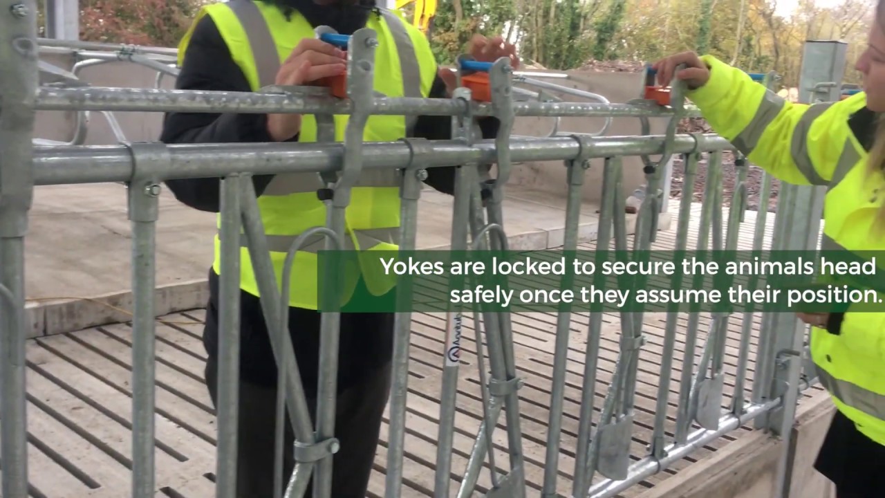 Agritubel Self-Locking Yokes Demonstration by FarmFit UK - YouTube